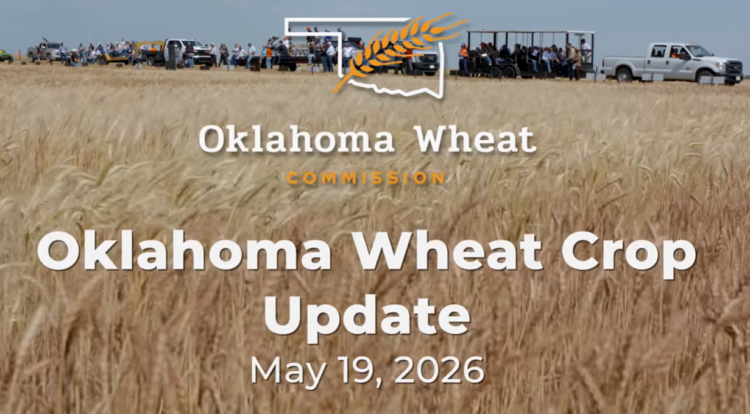 Oklahoma Wheat Crop Update for May 19, 2026 - Oklahoma Farm Report