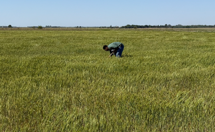 Annual Winter Wheat Tour Provides Direct Field Insights for USW Staff ...