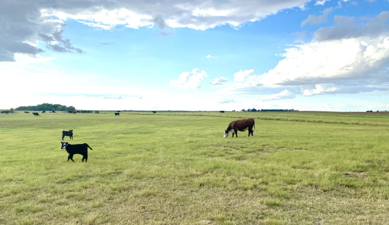 Cow Calf Corner Dr Derrell Peel: Cattle and Beef Markets from All ...