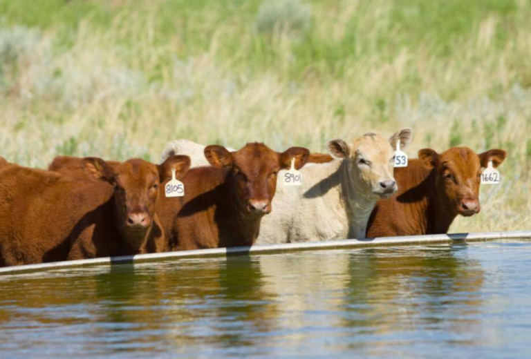 Cow Calf Corner Mark Johnson: Cattle Facilities and Safety - Oklahoma ...