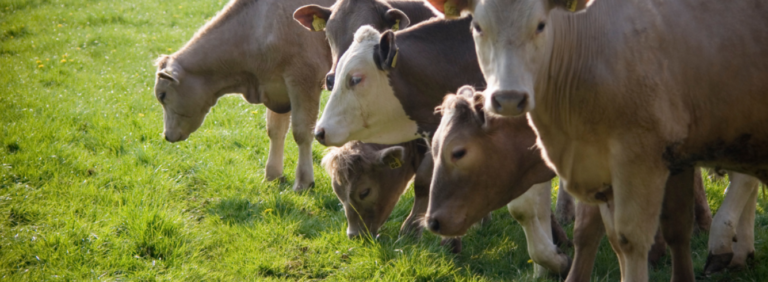 Cull Cow Prices Keep Climbing - Oklahoma Farm Report