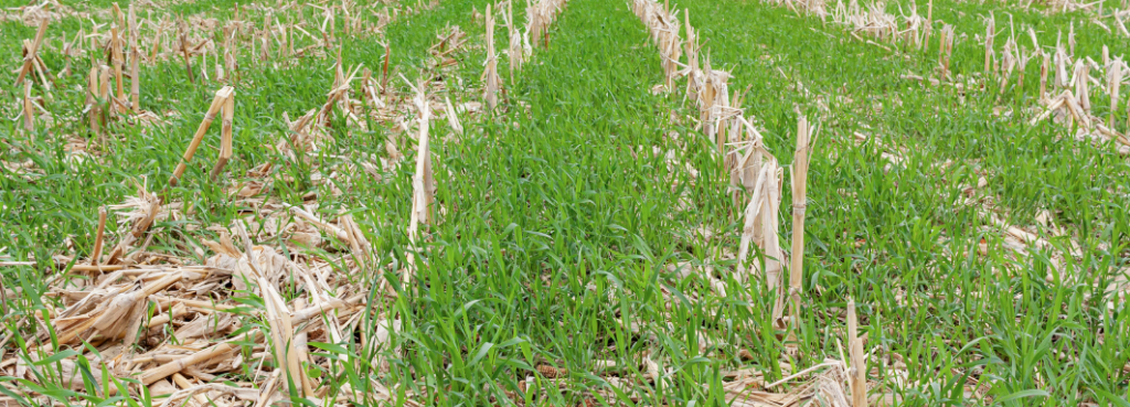 Cover Crops in the United States: Trends, Benefits, and Considerations ...