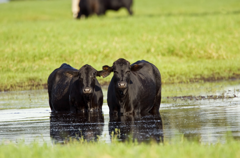Cow Calf Corner Mark Johnson: Foot Rot in Cattle - Oklahoma Farm Report