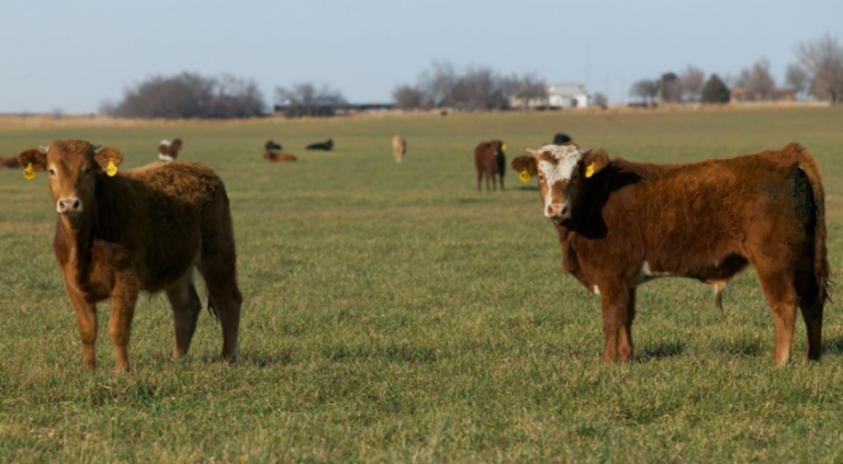 Cow Calf Corner Mark Johnson: Selection for Teat Size and Udder ...