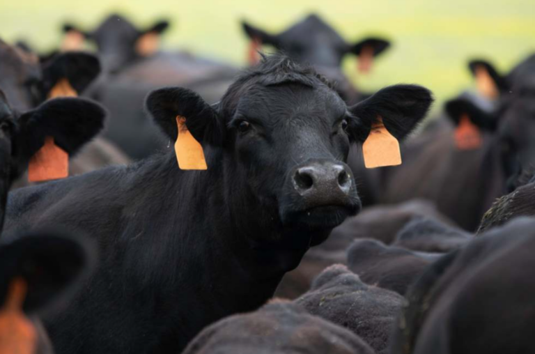 Cow Calf Corner Paul Beck Virtual Fencing: A New Tool for Grazing ...