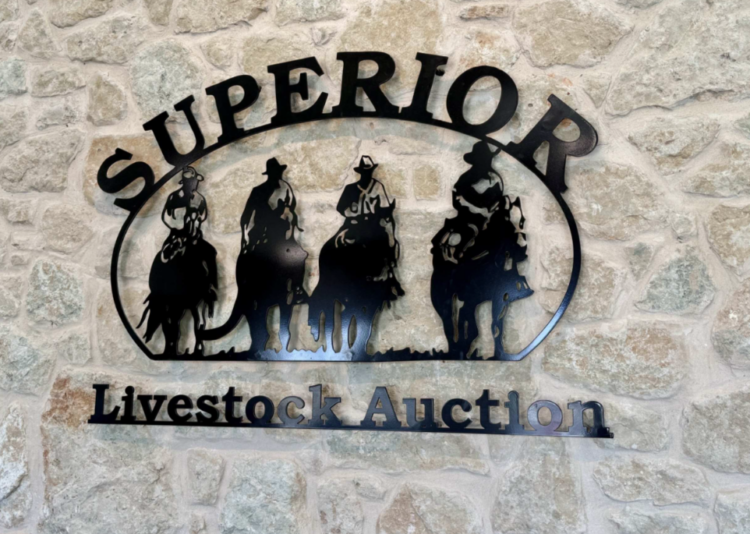 Danny Jones: Strong Cattle Prices Keep Beef Industry Optimistic in 2026 ...