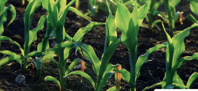 Corn Growers Need USMCA - Oklahoma Farm Report