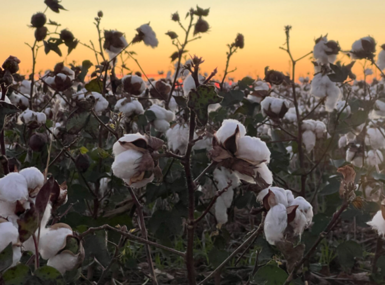 What They Are Saying: Strong Support for The Great American Cotton Plan ...