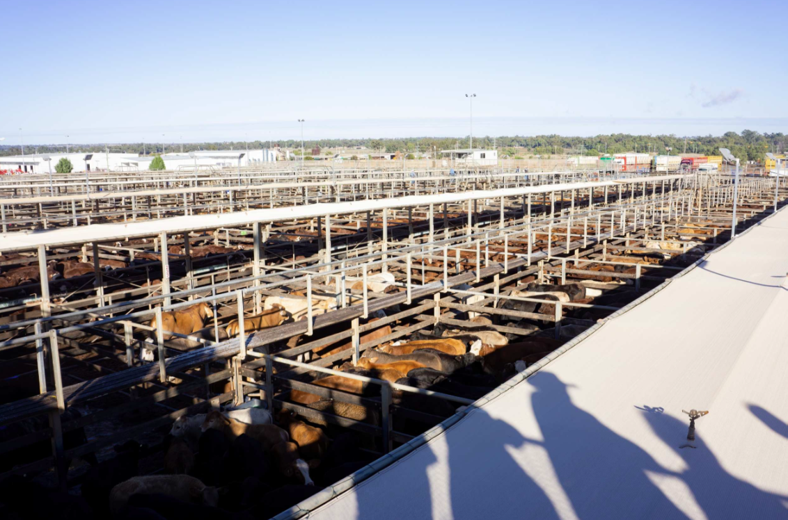 Cow Calf Corner Dr. Derrell Peel: The Mexican Beef Market - Oklahoma ...