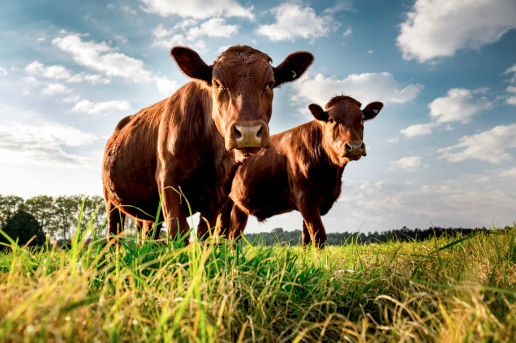 Cow Calf Corner Mark Johnson: Selection for Foot Soundness in Beef ...