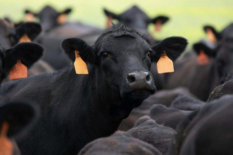 Decatur man arrested on felony charge tied to cattle loan collateral ...