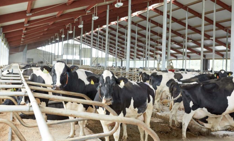 H-2A Labor: An Opportunity for Beef Cattle and Dairy Farms? - Oklahoma ...