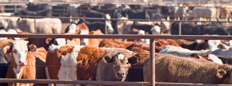 Feedlot Placements and Marketings Drop Sharply - Oklahoma Farm Report