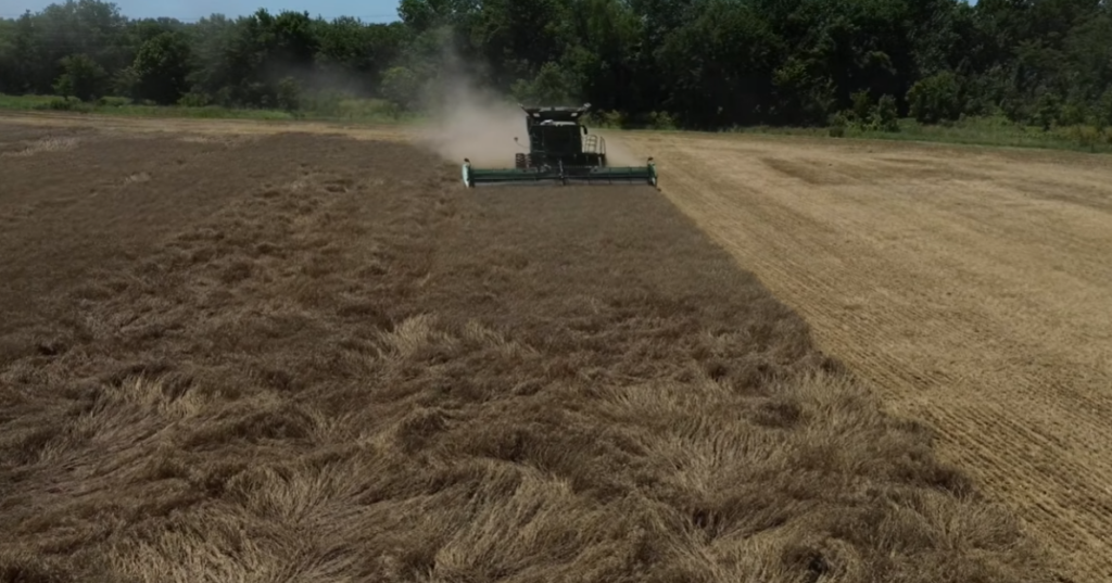 Oklahoma Wheat Harvest Nears 95% Completion Facing Heavy Rains and ...