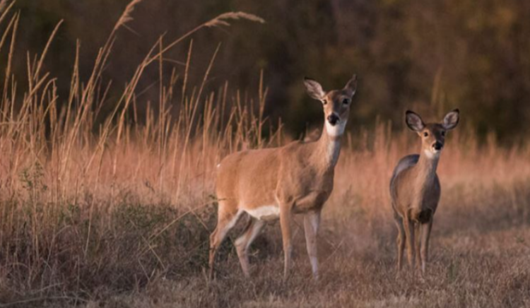 USDA Unveils New Framework for Migratory Big Game Conservation ...