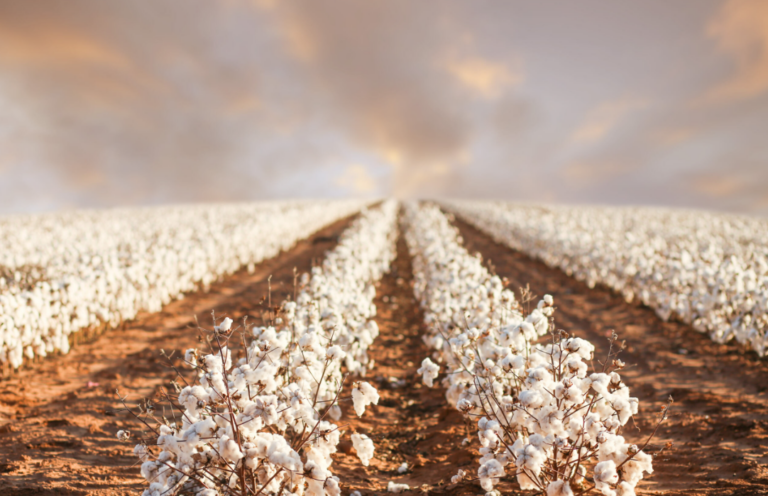 U.S. Cotton Trust Protocol Launches Forensic Analysis with Oritain to ...