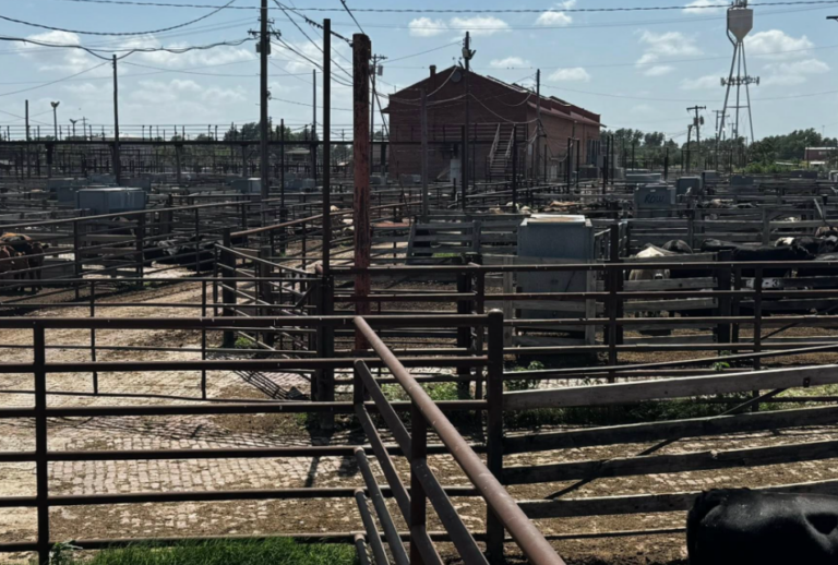 Auction Markets Drive Price Discovery as Cattle Prices Reach Historic ...