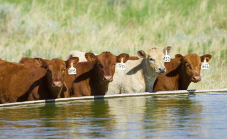 Special Report for the Oklahoma Cattlemen’s Association - Oklahoma Farm ...