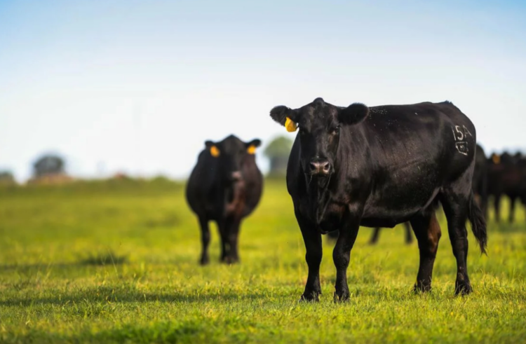 Cow Calf Corner Dr. Derrell Peel: Cattle Cycle Expansions: Lessons from ...