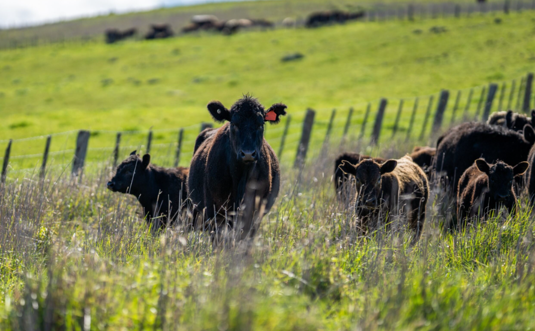 Cow Calf Corner Dr. Derrell Peel: New World Screwworm Confirmation: The ...