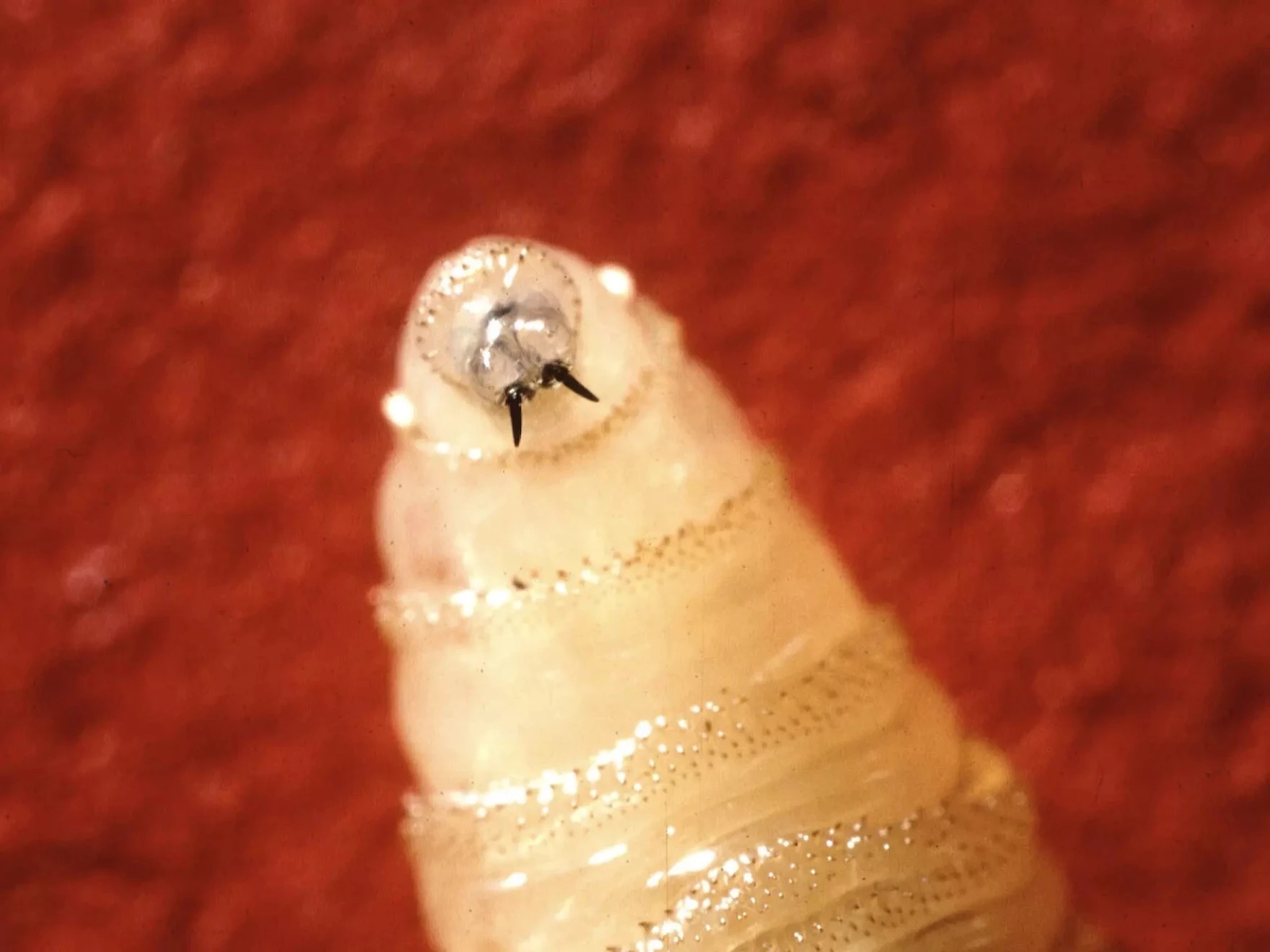 Ag Groups React to Screwworm in Texas - Oklahoma Farm Report